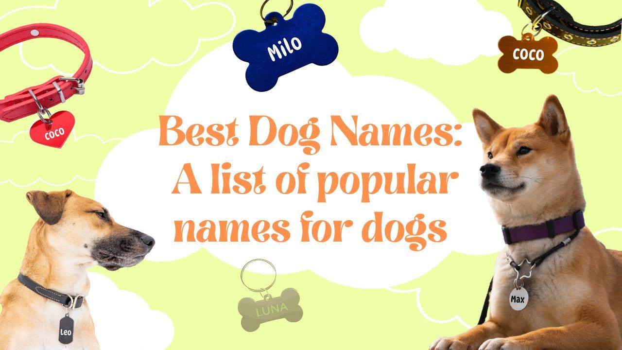 Best Dog Names: A Guide to Naming Your New Furry Friend in 2