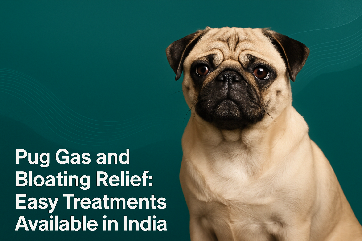 Pug Gas & Bloating Treatment India: Quick Relief Guide