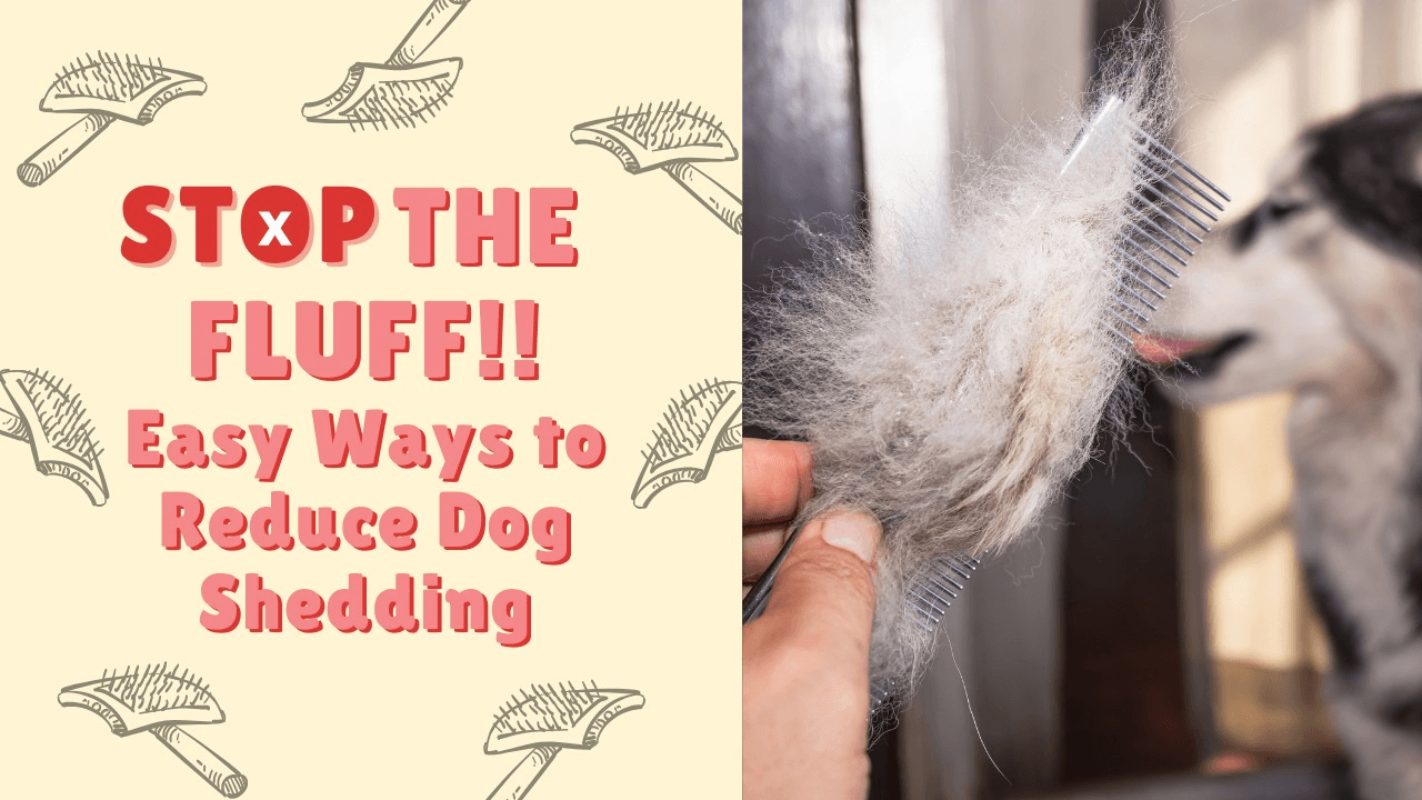 Best Supplements to Stop Dog Shedding | Unleash Wellness
