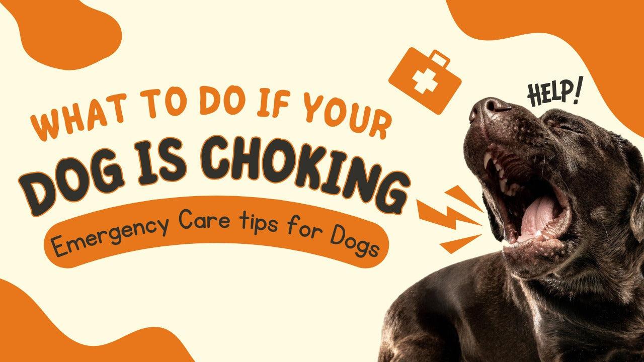 What To Do If Your Dog Is Choking: Emergency Tips Every Pet