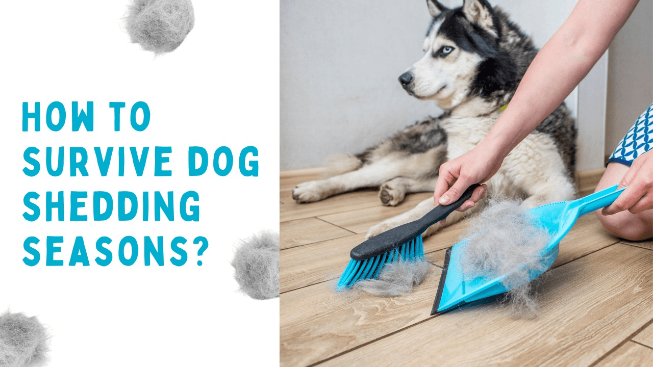 How to Survive Dog Shedding Seasons | Unleash Wellness