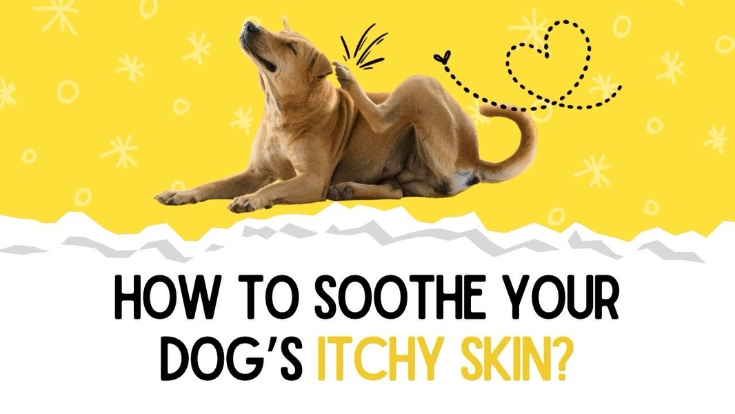 How to Tackle Your Dog's Dry Skin and Itching | Unleash