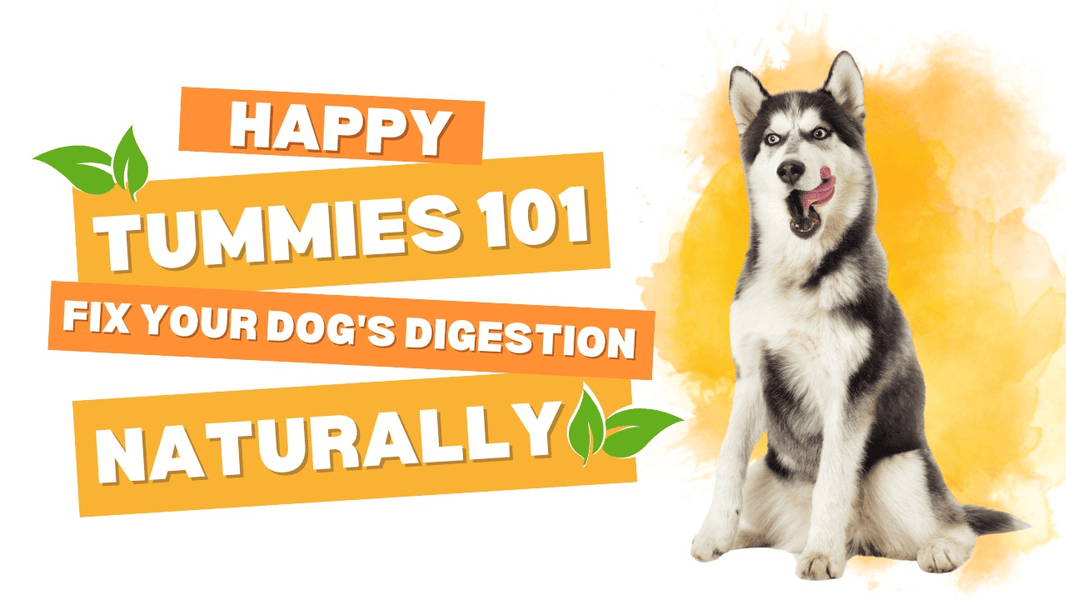 How to improve dog’s digestion naturally? | Unleash Wellness