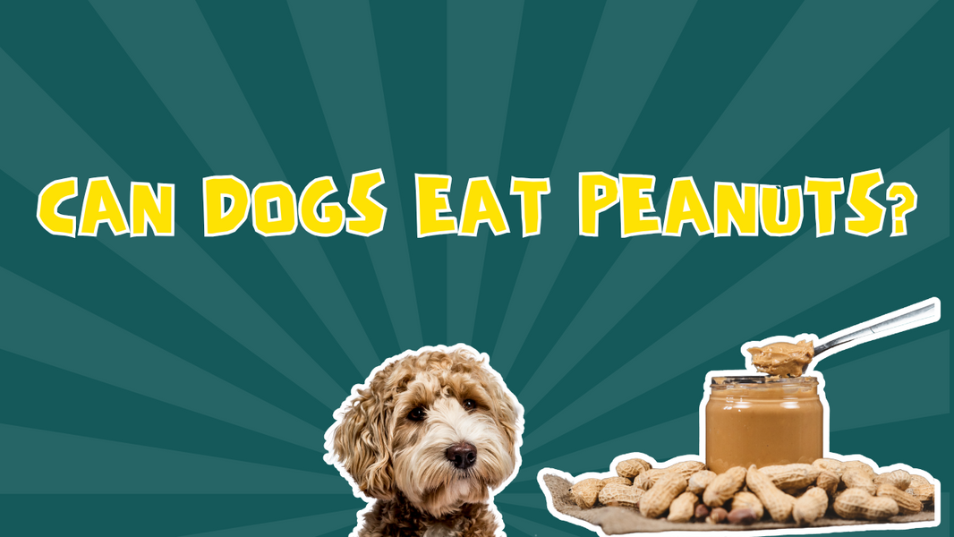 Can Dogs Eat Peanuts? Expert Guide to Safe Snacking